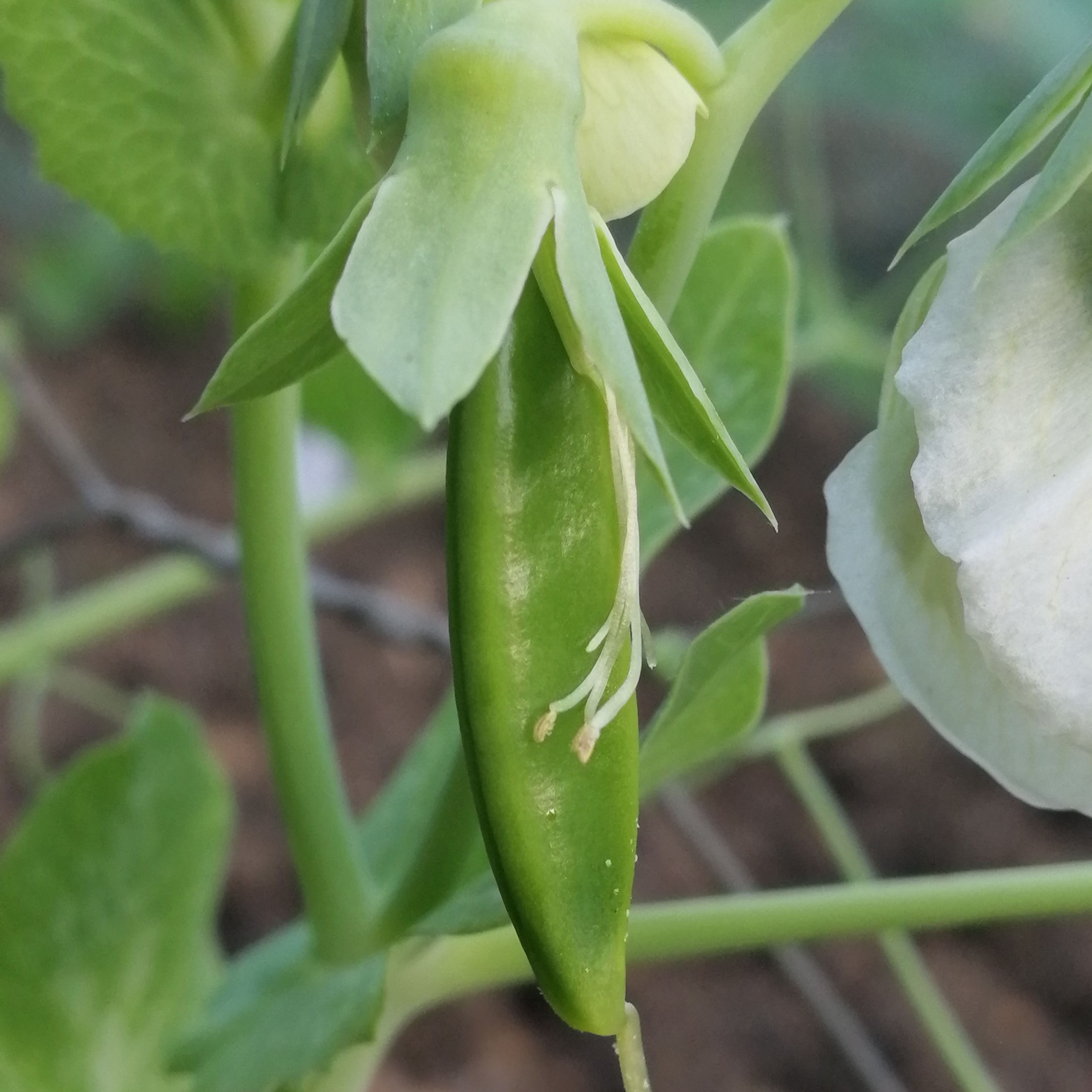 Pea Progress – B's Backyard